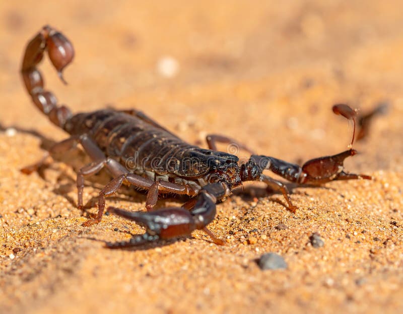 Desert Scorpion on Sand stock photo. Image of ecosystem - 391975586