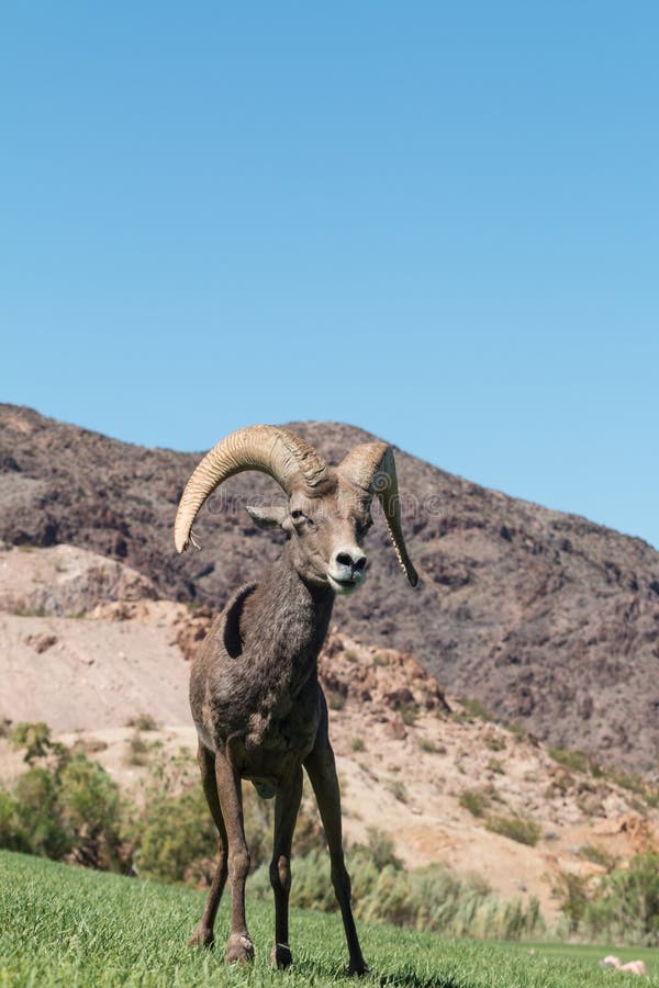 Desert Sheep Ram Head on stock image. Image of ungulate - 48742409