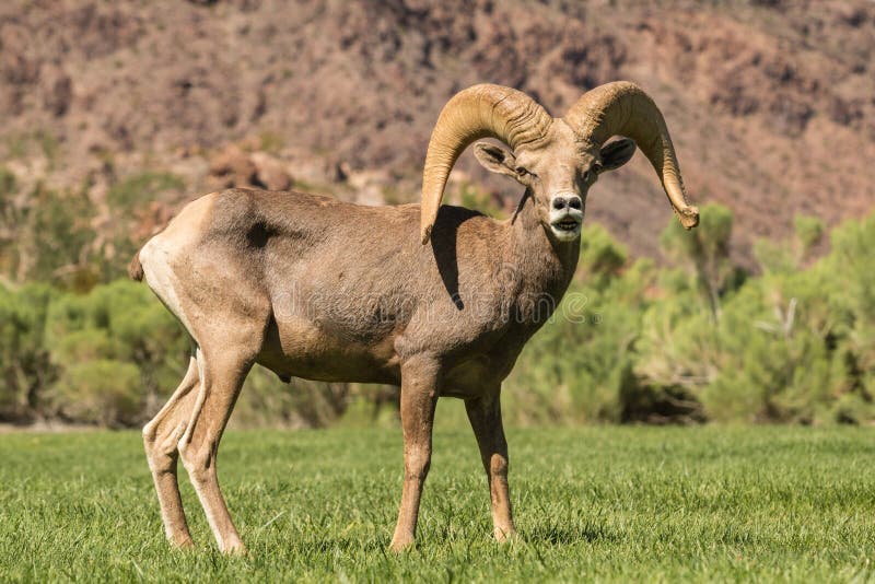 Desert Sheep Ram Rutting stock photo. Image of desert - 48742472