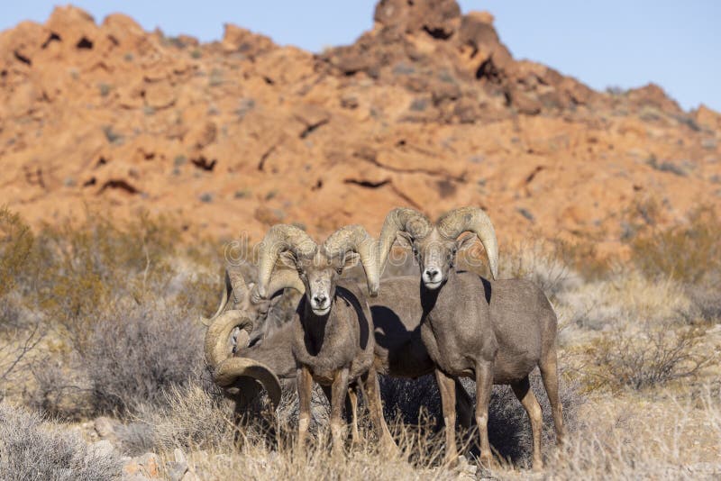 Desert Sheep Rams in the Nevada Desert in Winter Stock Photo - Image of ...