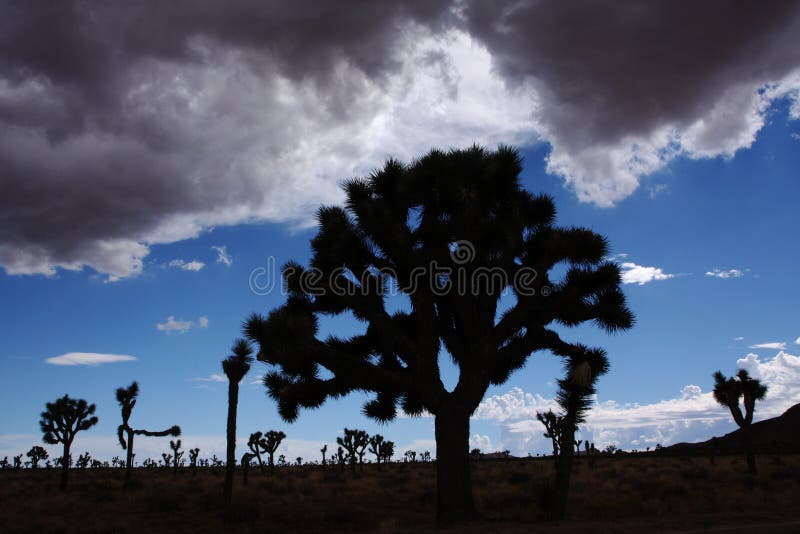 Clouds Building in the Arizona Desert Stock Photo - Image of flood ...