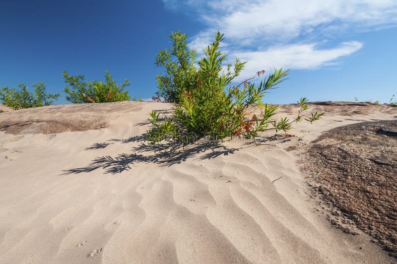 Desert with small tree stock image. Image of summer, desert - 48416277