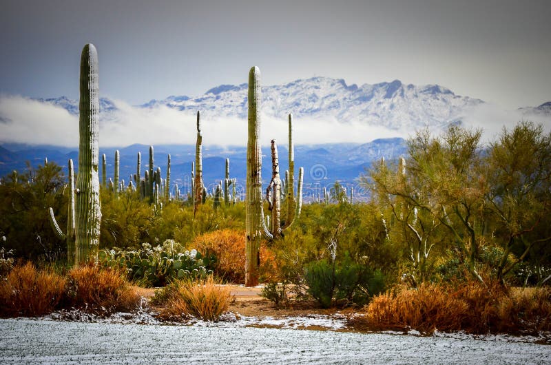 Desert Snow stock image. Image of arizona, mountain, cacti - 33011919