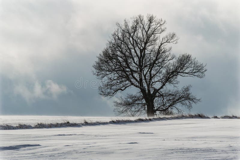Desert stock image. Image of cold, sole, sand, peaceful - 59163657