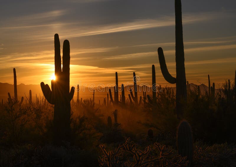 Desert Southwest Cactus Sunset Stock Photo - Image of sunlight, night ...