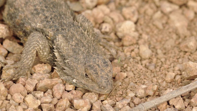 Desert Spiny Lizard in Camouflage Stock Video - Video of reptile ...