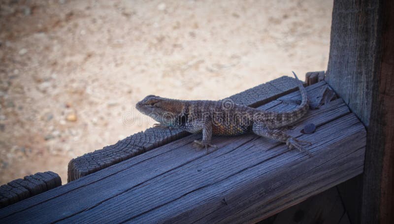 Desert Spiny Lizard Sceloporus Magister Stock Photo - Image of lizard ...