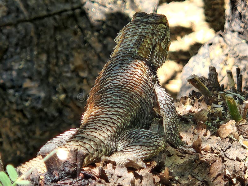 Desert Spiny Lizard with Sharp Scales in Tucson, Arizona Stock Photo ...