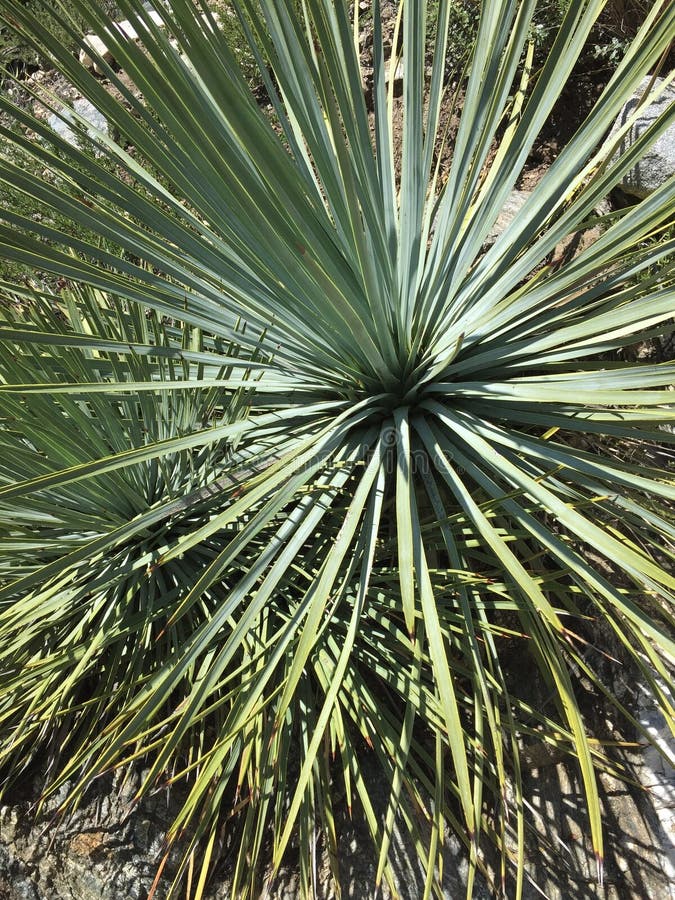 Desert Spoon Plant in a Landscape Stock Image - Image of landscape ...