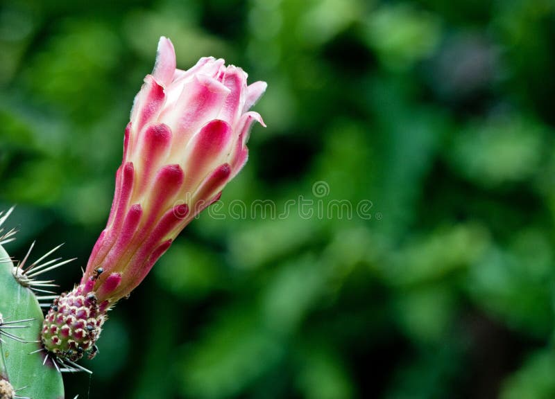 Desert Spring stock photo. Image of soft, contrast, background - 16099724