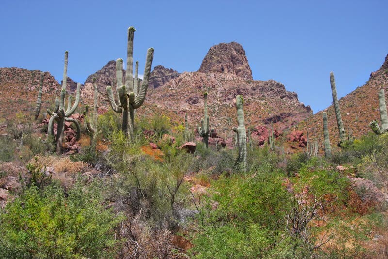 Desert Spring stock photo. Image of western, sunshine - 5227642