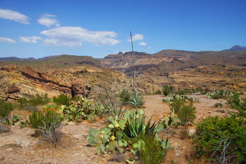 Desert Spring stock image. Image of travel, morning, desert - 5227781