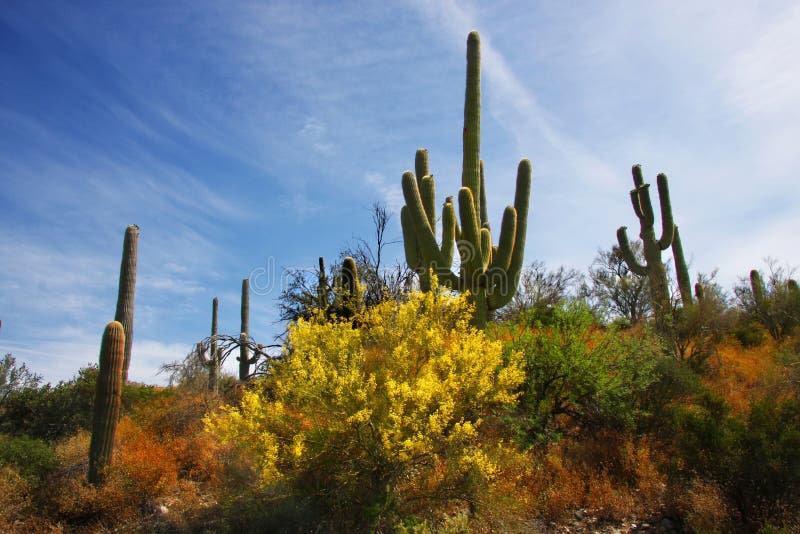 Arizona Desert Spring Flowers With Moon Stock Photo - Image of ...
