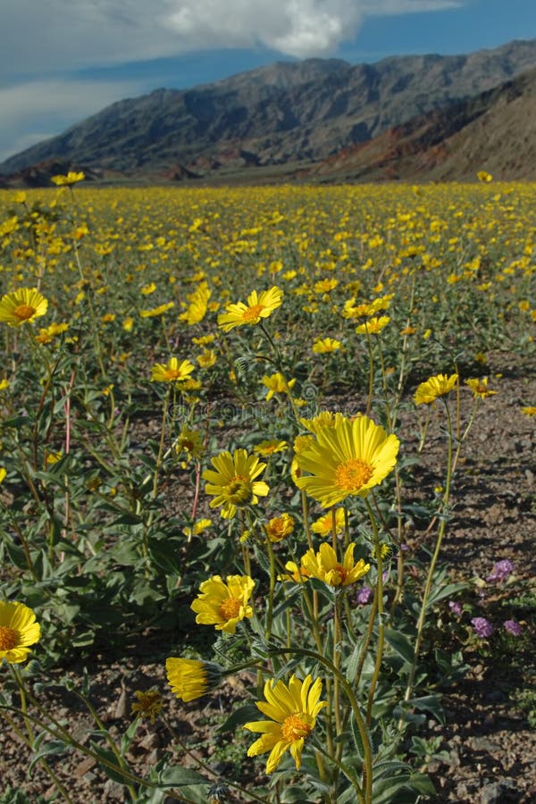 Desert Spring Wildflowers stock photo. Image of spring - 5700940
