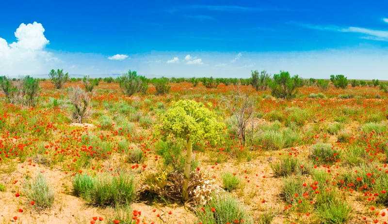 Kizilkum Stock Photos - Free & Royalty-Free Stock Photos from Dreamstime