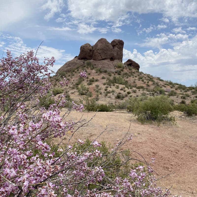 Desert Spring Flowers stock image. Image of pink, spring - 251156111