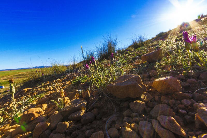 Desert spring stock photo. Image of spring, blue, grass - 89877208