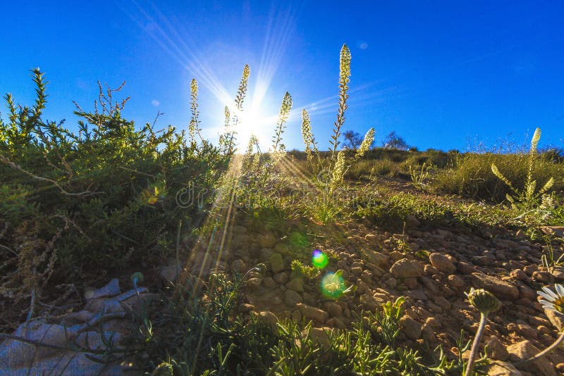 Desert spring stock image. Image of vegetation, flower - 89877287