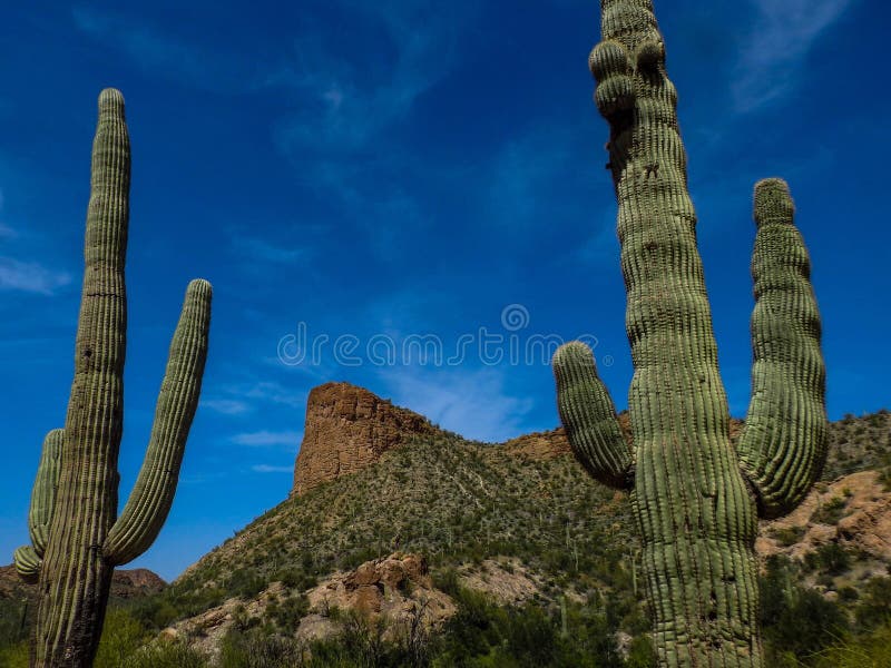 Desert statues stock image. Image of cactus, desert - 155172661