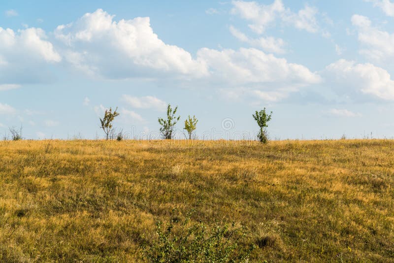 Desert Steppe Landscape with Young Trees Stock Photo - Image of sunny ...