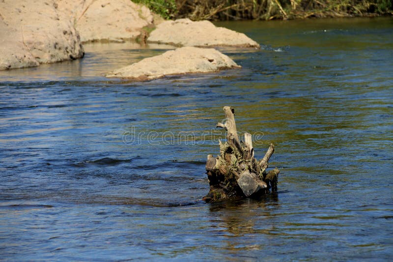 Desert Stream stock image. Image of tree, natural, dynamic - 103027493