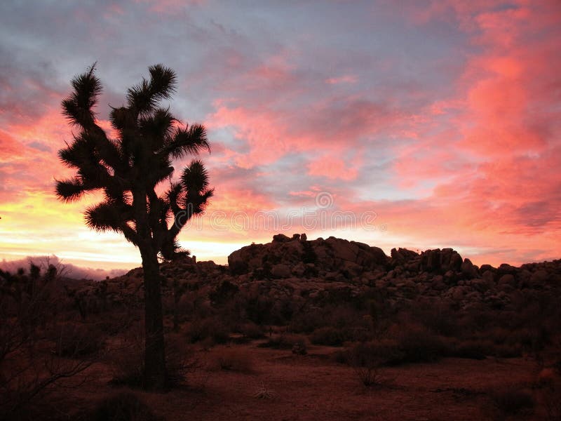 Joshua tree stock image. Image of desert, boulders, tree - 102902883