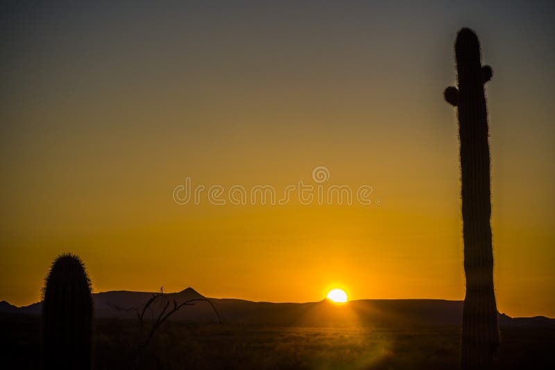 Desert Sunset with Saguaro Cactus Stock Image - Image of evening ...