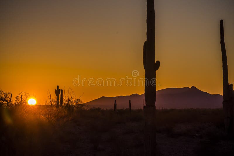 Desert Sunset with Saguaro Cactus Stock Photo - Image of arid ...