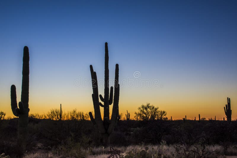 Desert Sunset with Saguaro Cactus Stock Photo - Image of southwest ...
