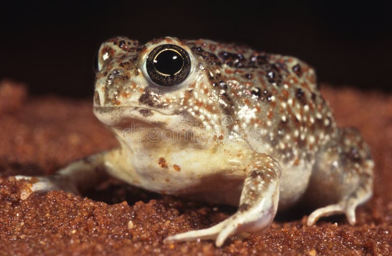 Desert Rain Frogs Stock Photos - Free & Royalty-Free Stock Photos from ...