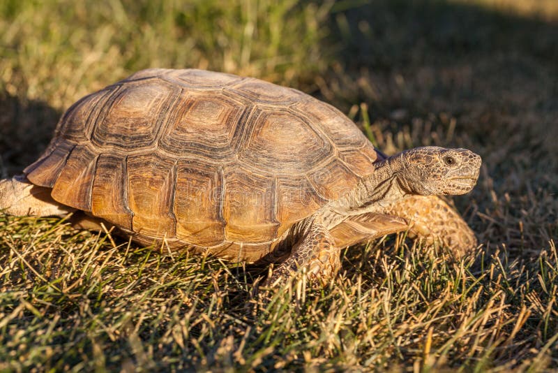 Desert Tortoise in Arizona stock photo. Image of emydidae - 106900524