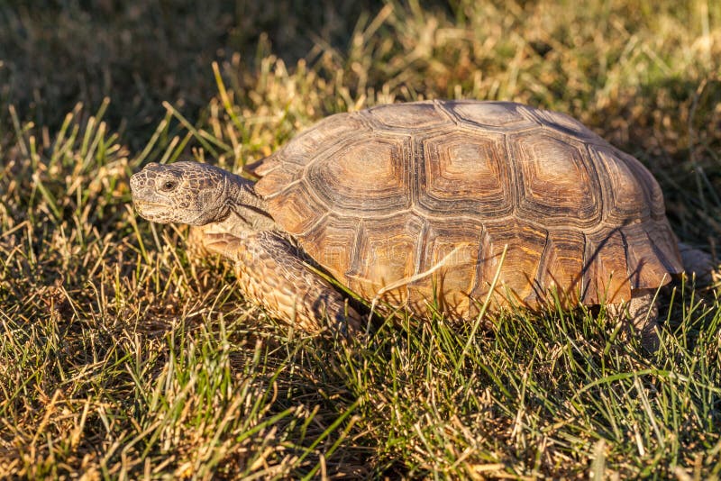 Desert Tortoise in Grass stock photo. Image of wildlife - 106900180