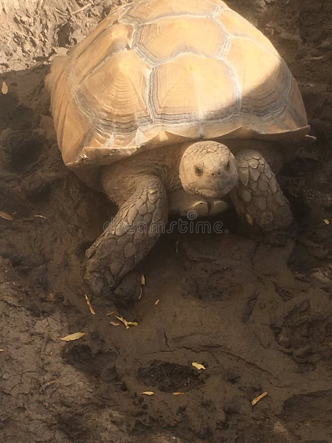 Happy sea turtle reef stock image. Image of marine, close - 10460593