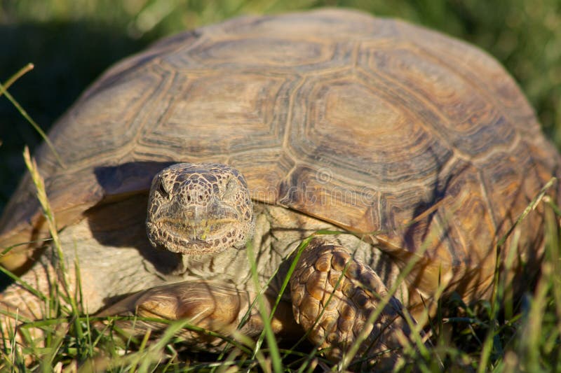 Desert Tortoise Head on stock photo. Image of reptile - 36298922