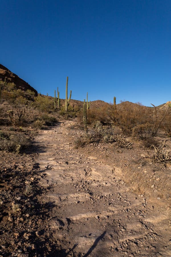 A Desert Trail with Green Foliage Stock Photo - Image of trail, foliage ...