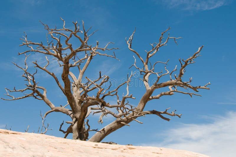 Desert tree stock photo. Image of left, nature, blue - 11241532