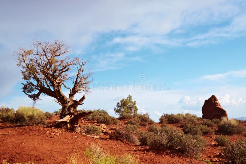 Clouds Building in the Arizona Desert Stock Photo - Image of flood ...