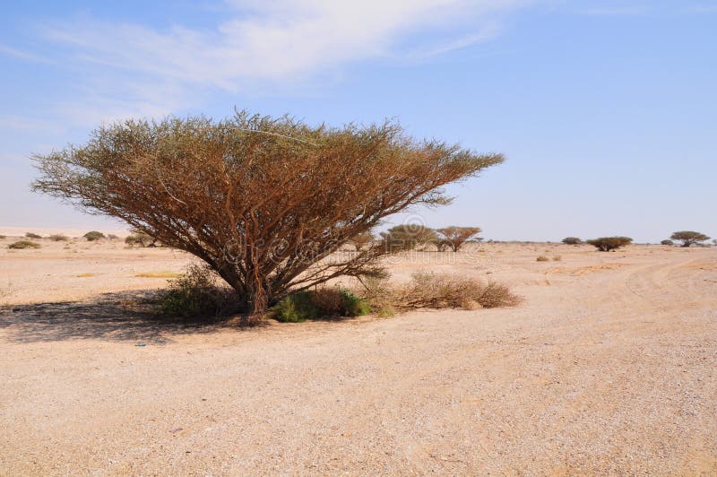 The Tree of Life in Bahrain Stock Photo - Image of travel, dukhan: 36535418