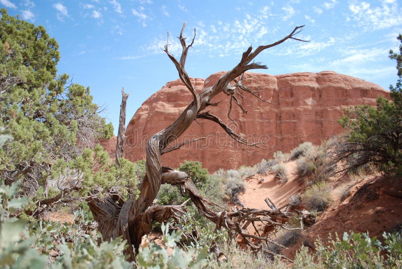 Desert Tree stock photo. Image of twisted, branches, plants - 17753296