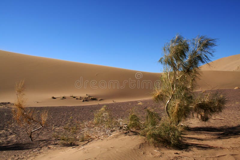 Desert tree stock image. Image of desert, clear, safari - 1902643