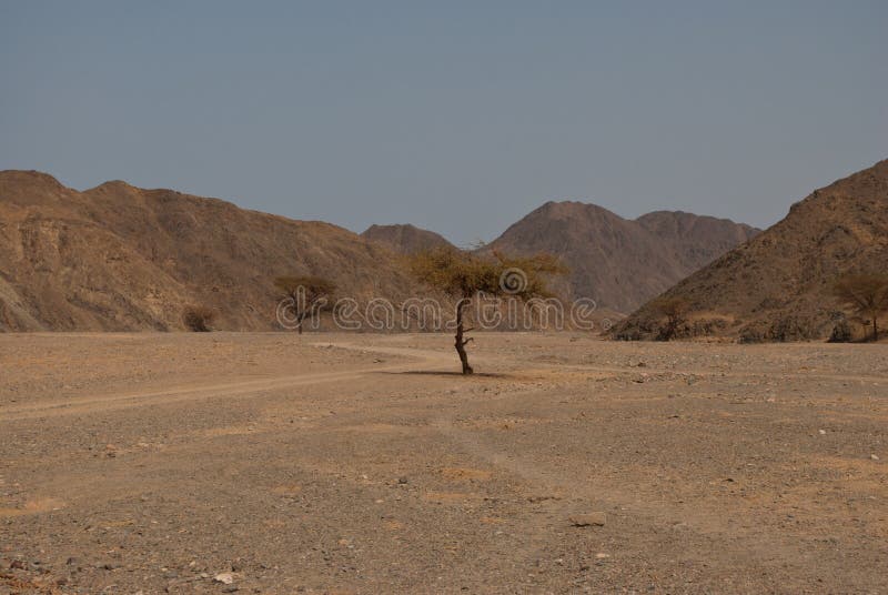Mesquite tree in desert stock image. Image of africas - 12422443