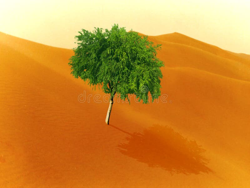 Desert and Tree stock photo. Image of vacations, travel - 2076780