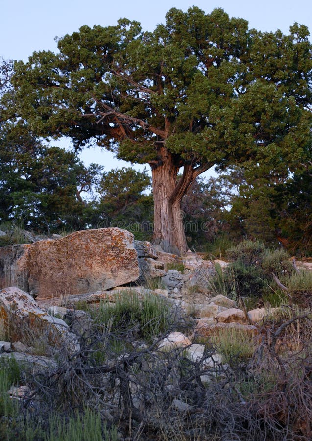 Desert Tree Picture. Image: 332834