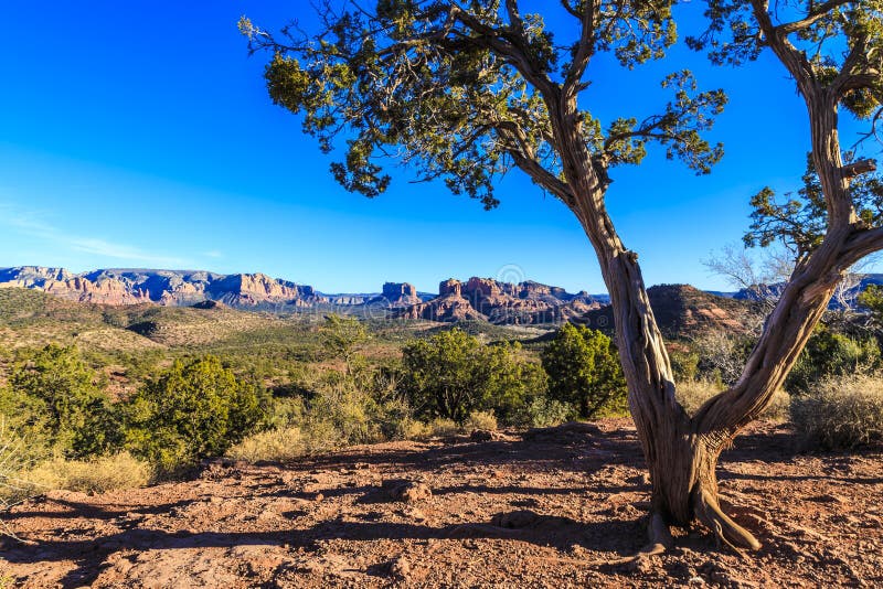 Desert Tree at Red Rock Canyon Stock Image - Image of vacations, green ...