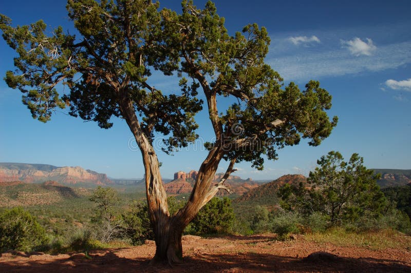Desert Tree stock image. Image of inspirational, park, geology - 475467