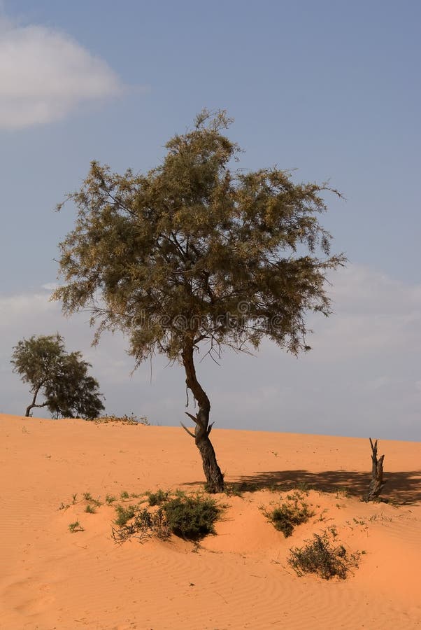 Sahara Desert stock photo. Image of tree, landscape, sand - 4674982