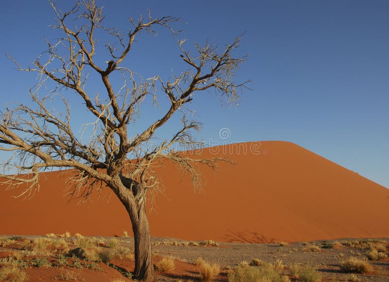 Desert tree stock photo. Image of sand, vast, desert, landscape - 7209626