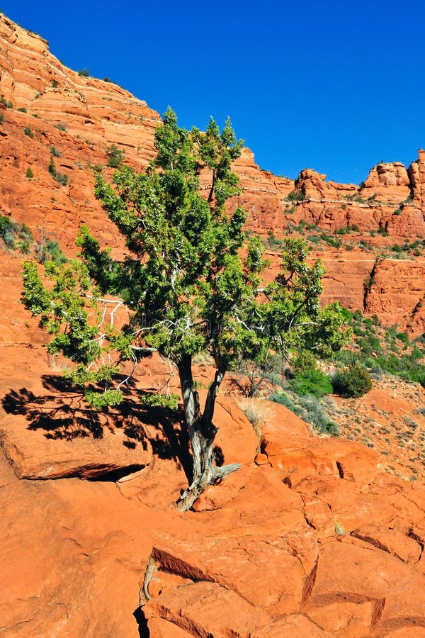 Tree in Arizona desert stock photo. Image of solitary - 8820600