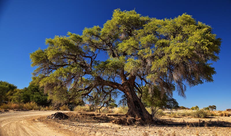 Desert Tree stock image. Image of rocks, canyon, clouds - 32340519