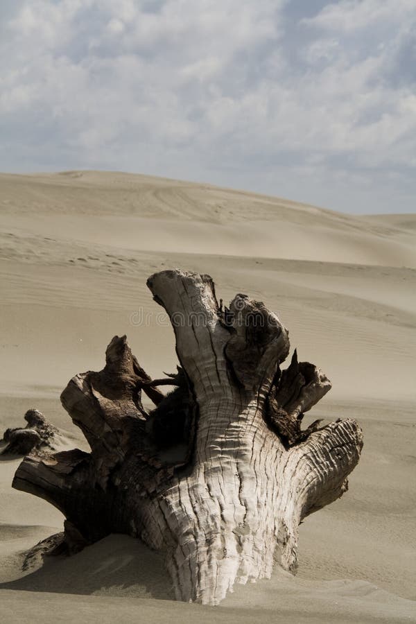 Death in the desert stock image. Image of thirsty, desert - 29231537